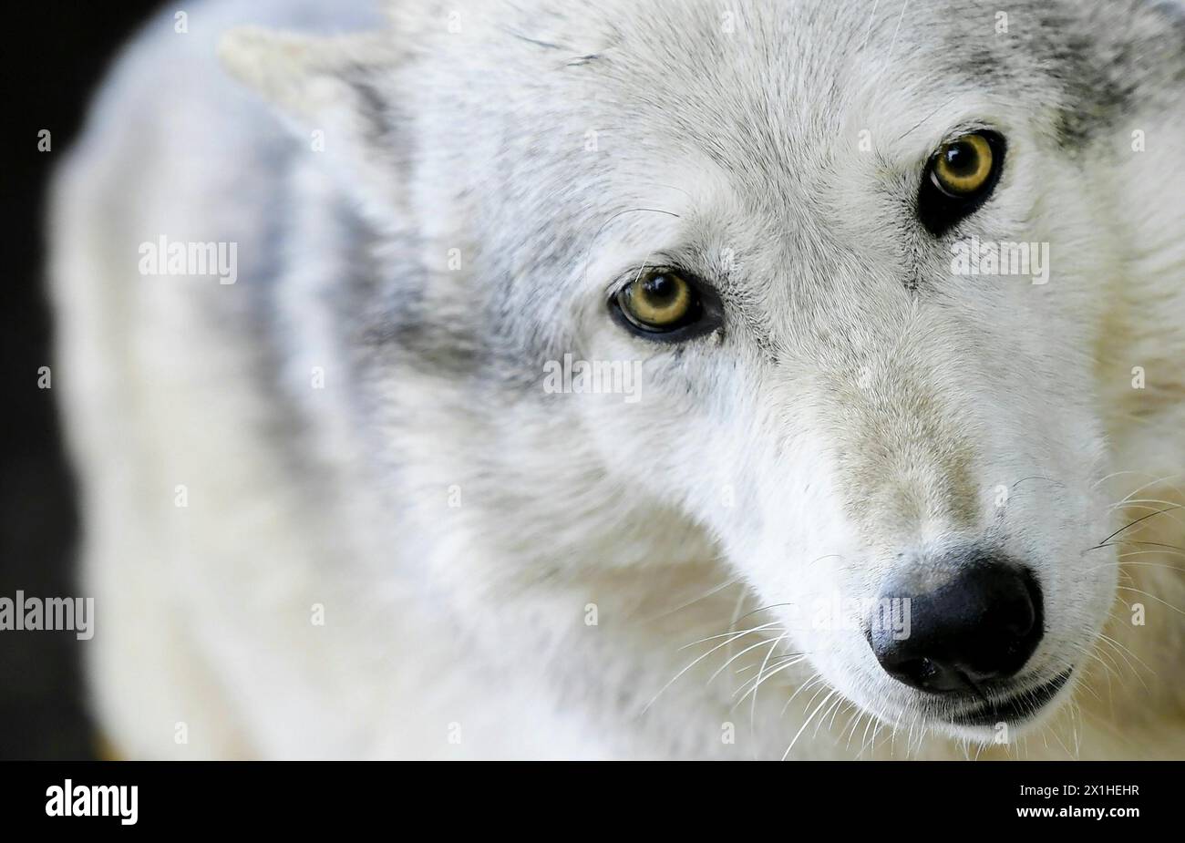 Wolf science center hi-res stock photography and images - Alamy