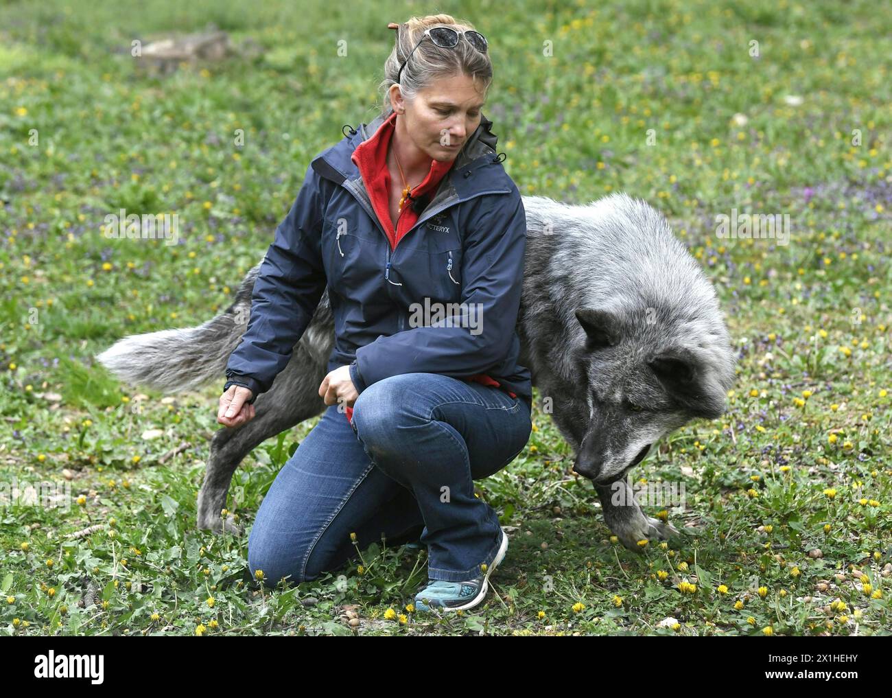 Wolf Science Center (WSC) in Ernstbrunn, Lower Austria, celebrates its ...
