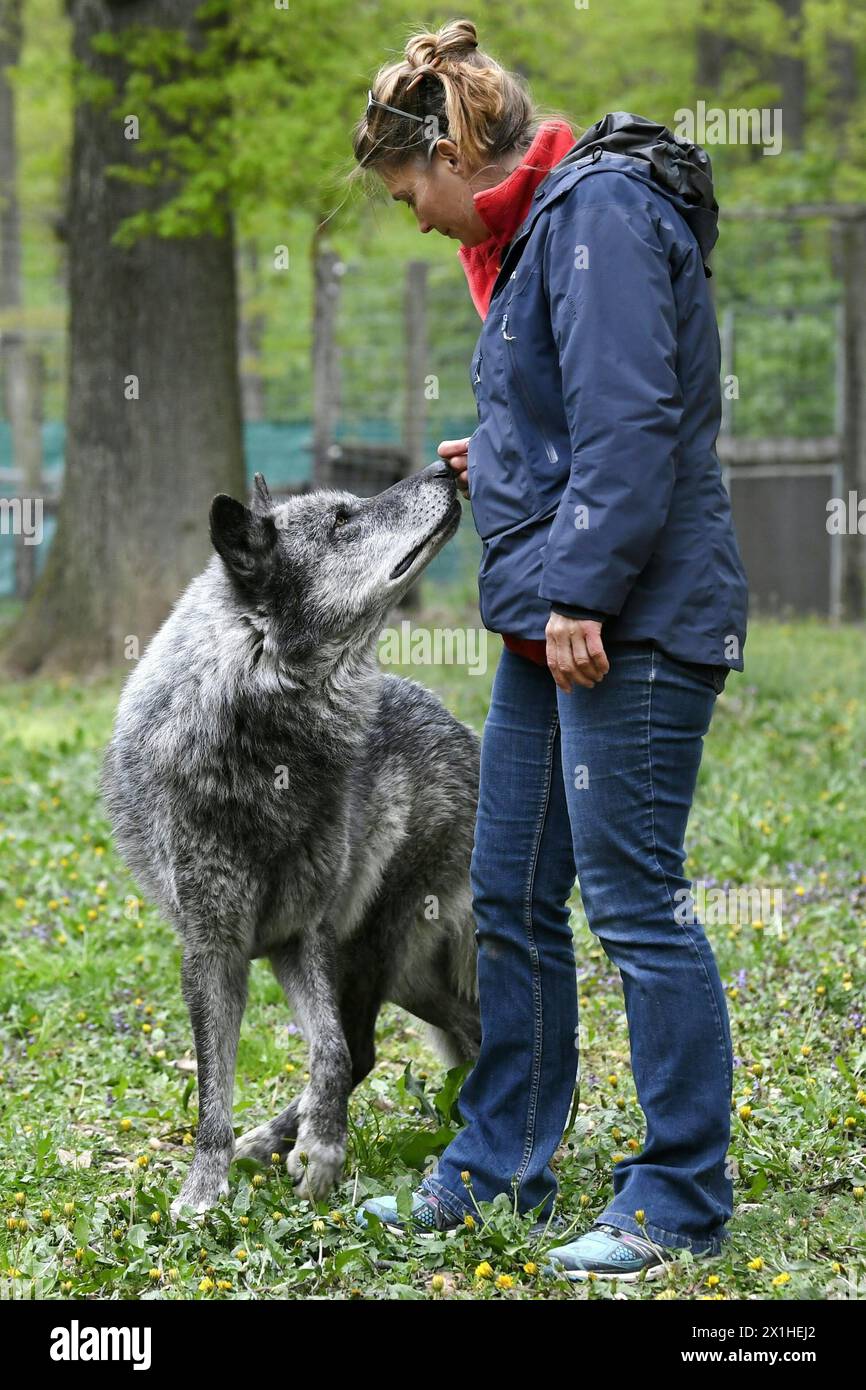 Wolf Science Center (WSC) in Ernstbrunn, Lower Austria, celebrates its ...