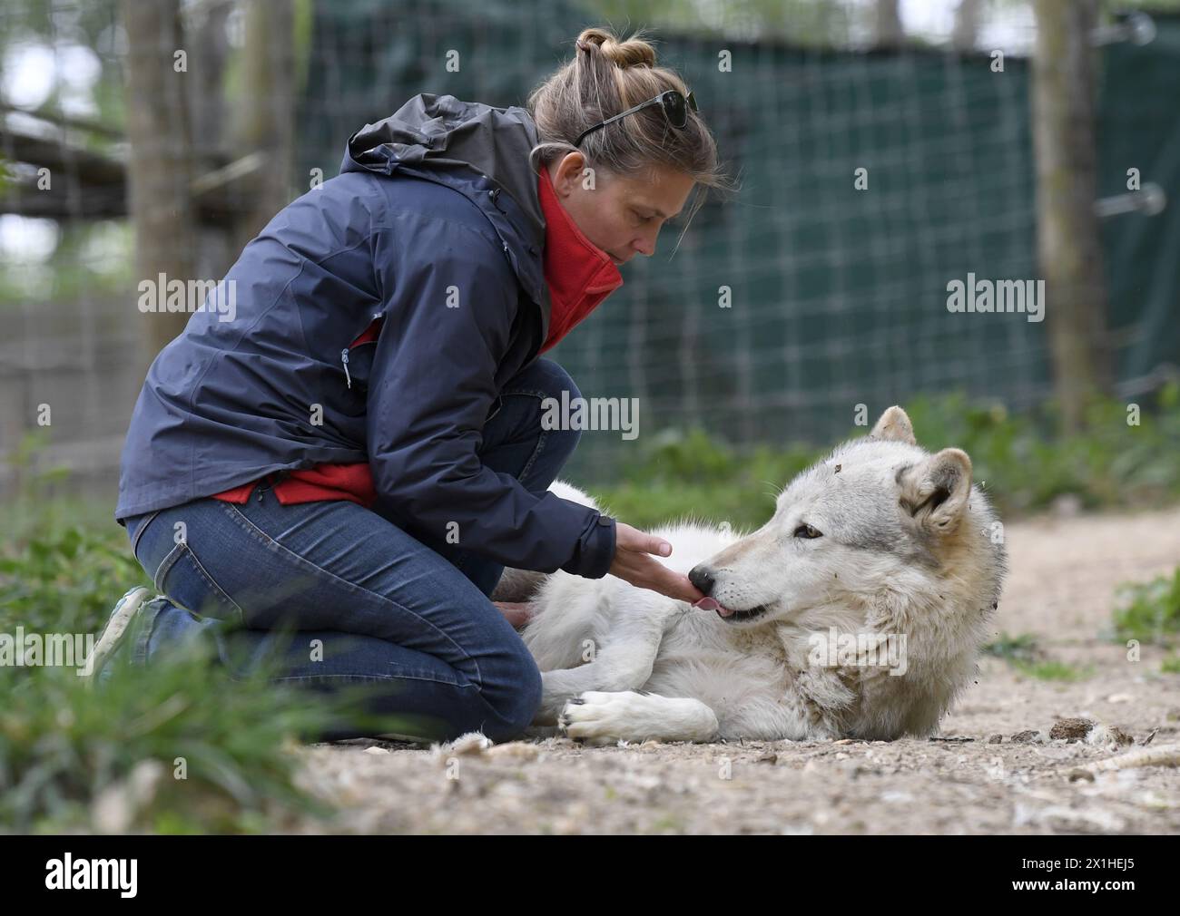 Wolf Science Center (WSC) in Ernstbrunn, Lower Austria, celebrates its ...