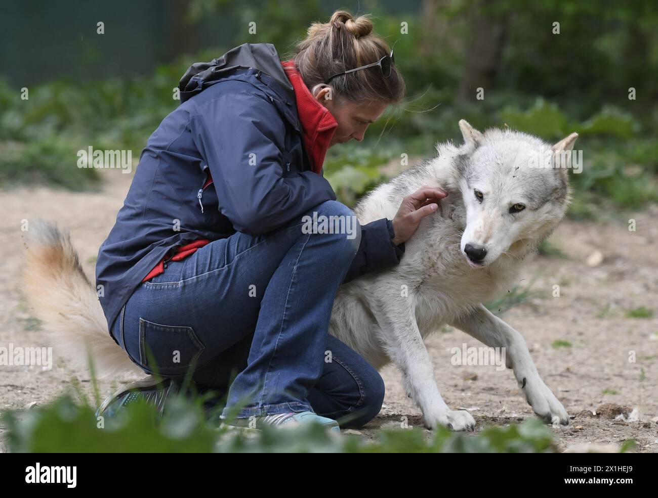 Wolf science center hi-res stock photography and images - Alamy