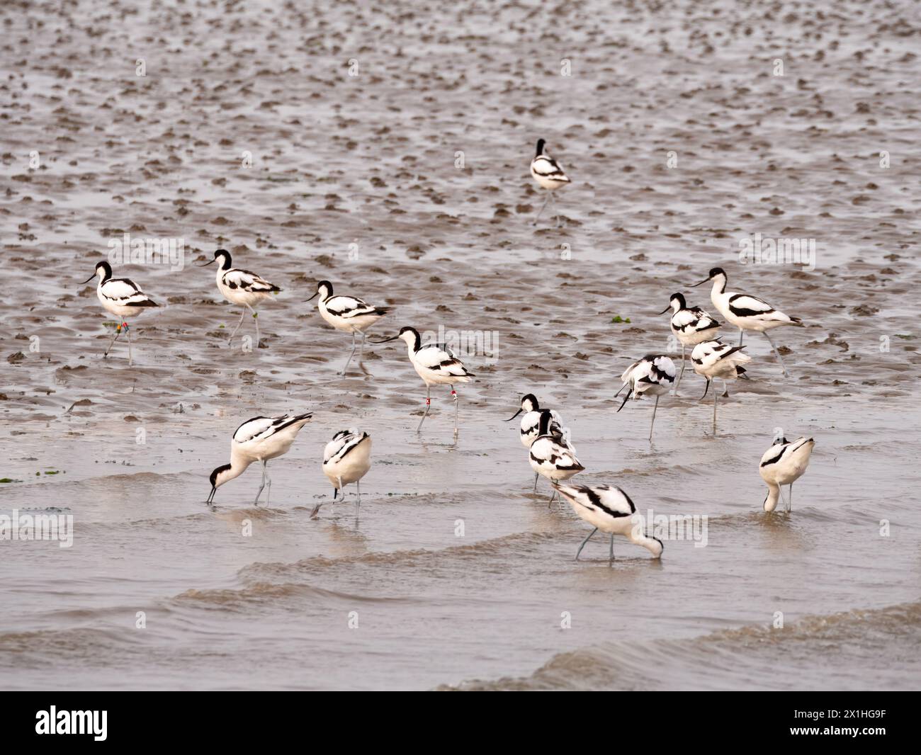 Group of pied avocets foraging in shallow water on Wadden Sea near Den ...