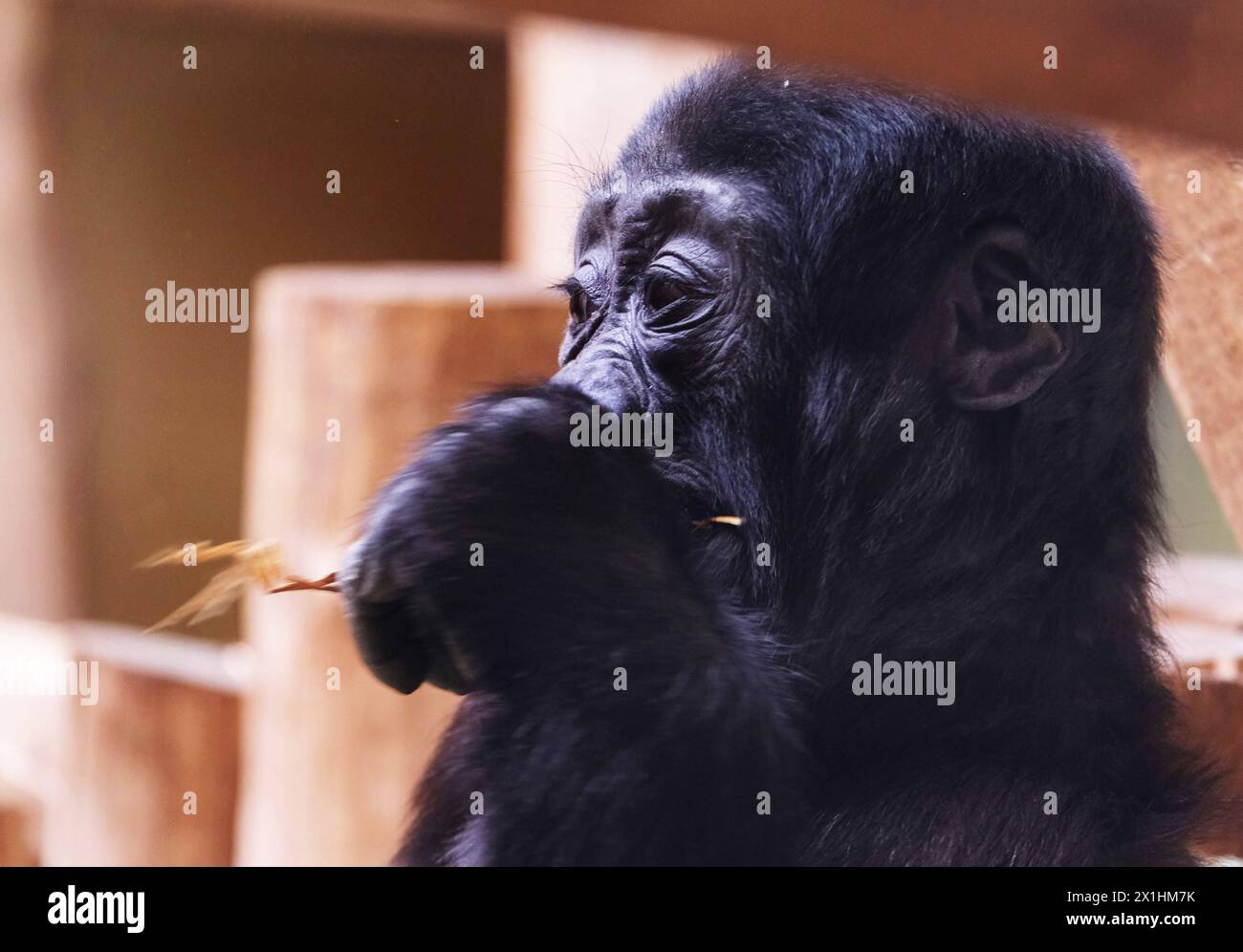 Affen im Zoo Krefeld in Aktion. Gorilla Affen *** Monkeys in action at ...