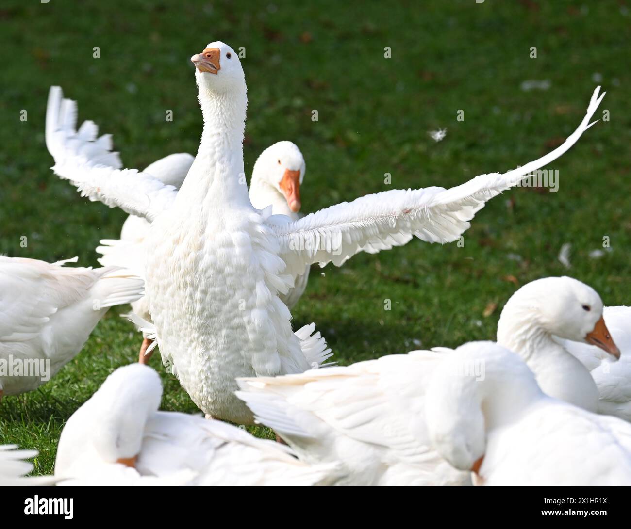 Illustration on the topic Martini / Martin's Day / Geese / Ganslessen ...