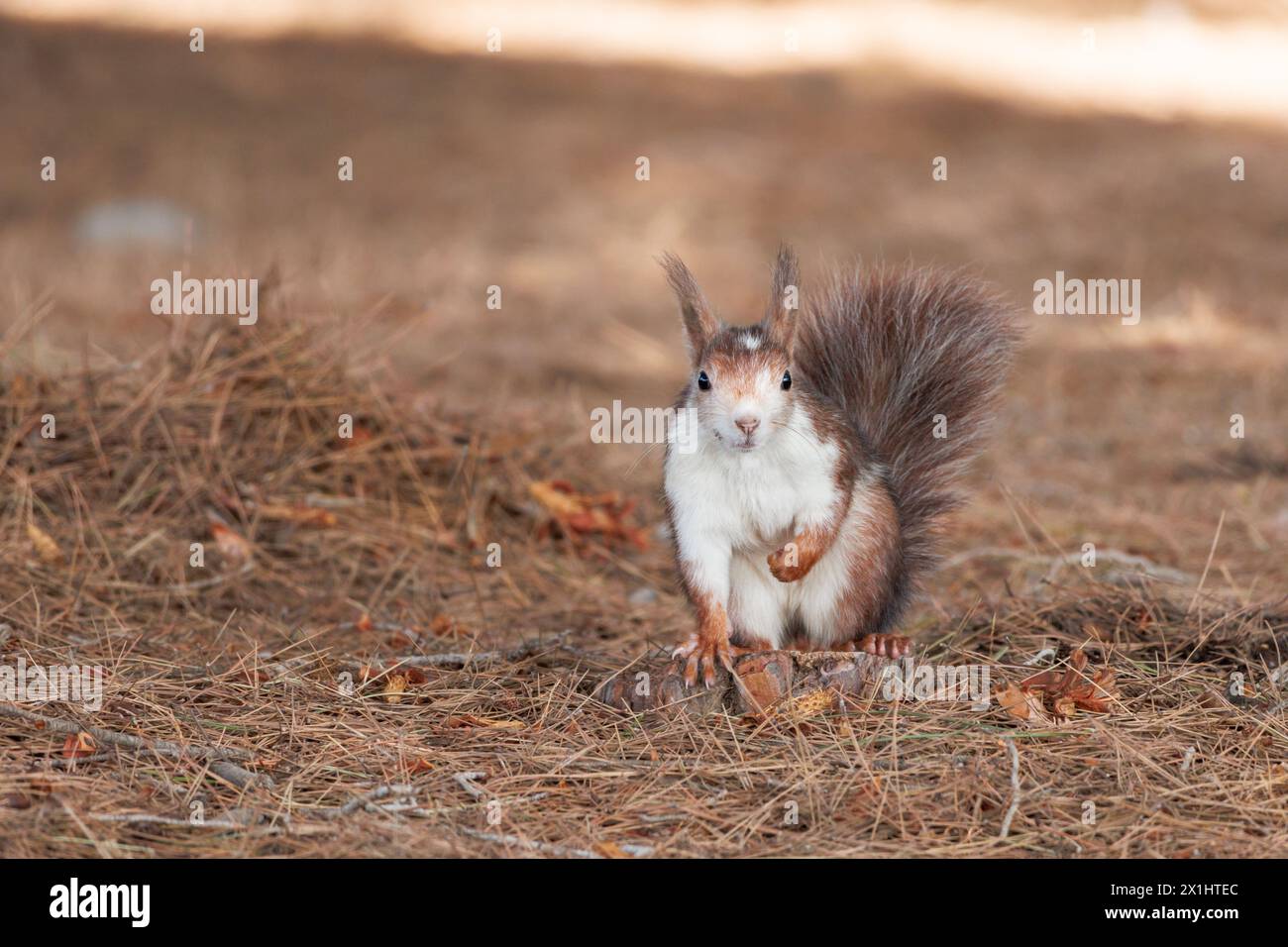 Funny squirrel looking camera hi-res stock photography and images - Alamy