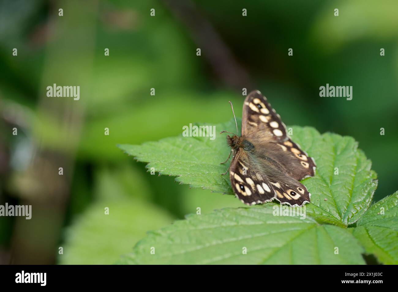Eye marking on fore wings hi-res stock photography and images - Alamy