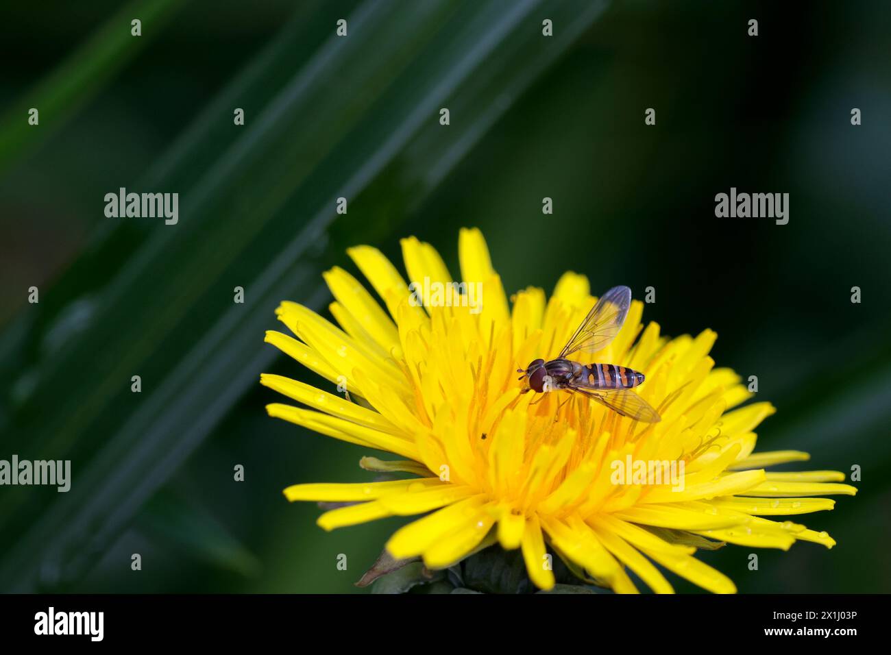 hover fly syrphus ribesii, on yellow dandelion taraxacum officinale ...
