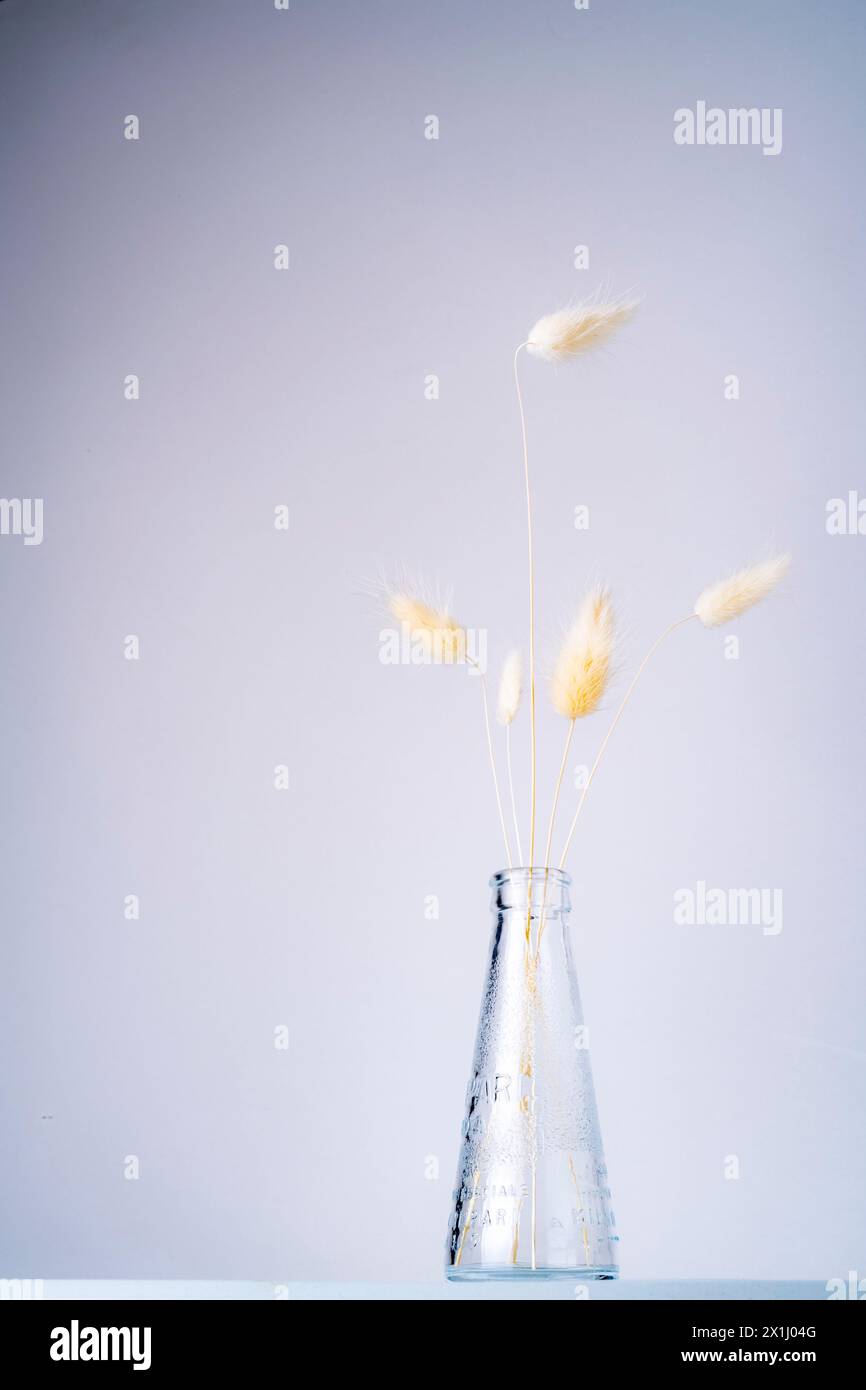 A delicate glass vase showcasing the beauty of minimalism, with dried ...