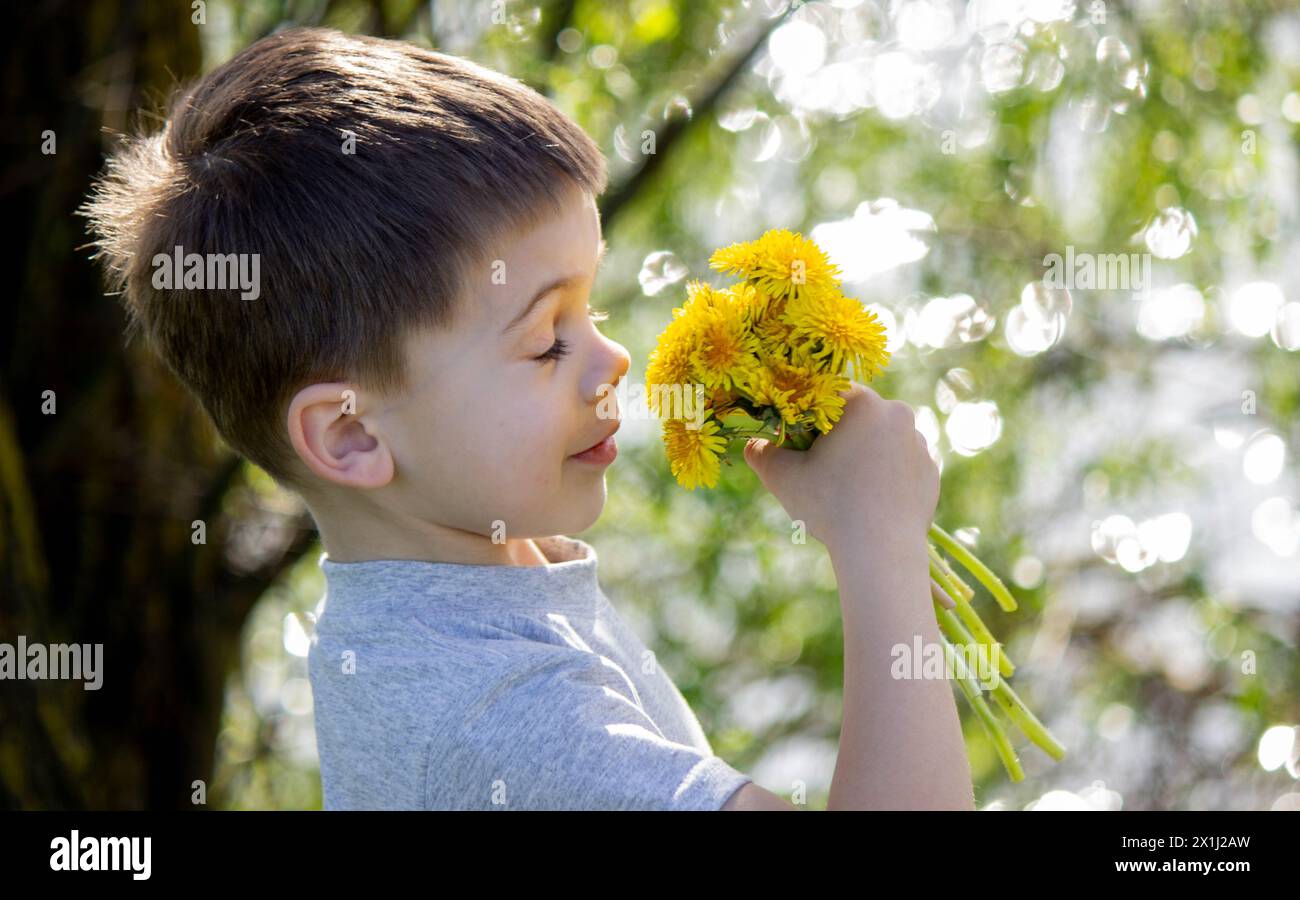 Funny baby sniffs a dandelion. Spring in nature. Allergy to flowering ...