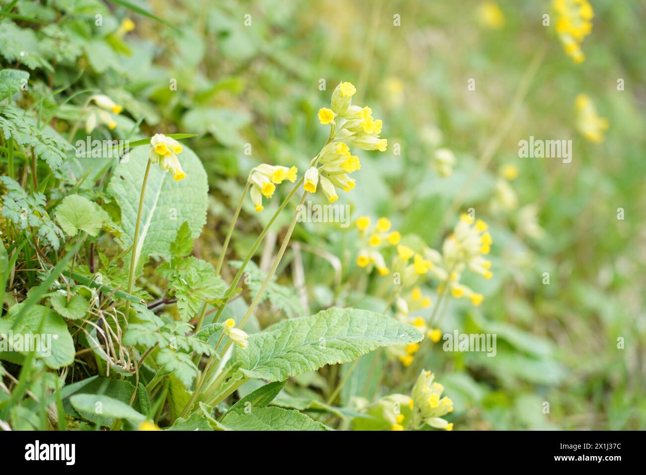 A field of yellow cowslips in spring. They are protected in Switzerland ...
