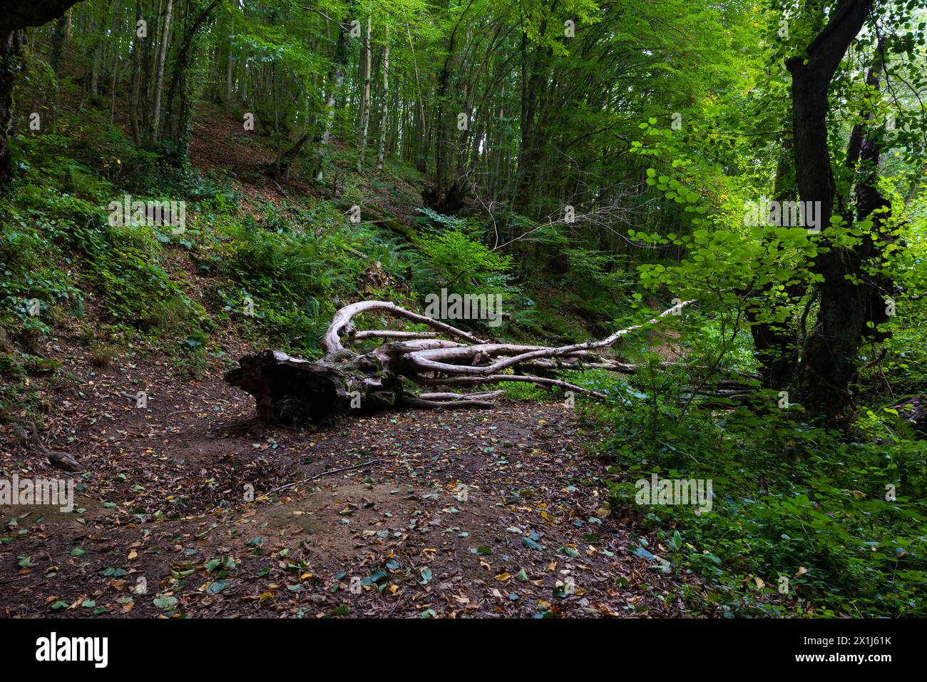 Ground ecosystem hi-res stock photography and images - Alamy