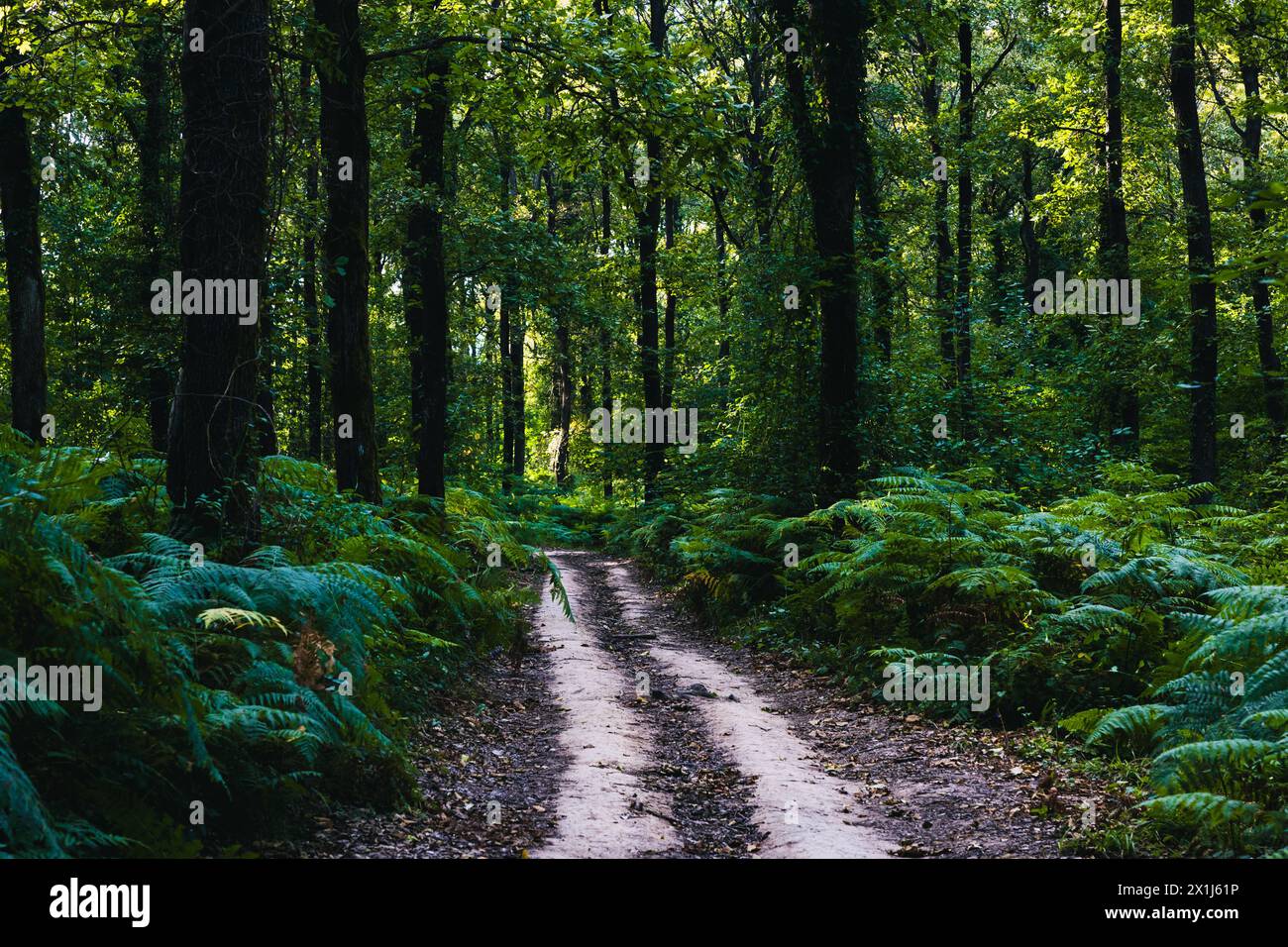 Lush remote rural hi-res stock photography and images - Alamy