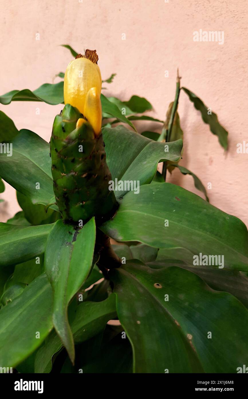 View of flower, bud and pod of Chamaecostus cuspidatus known as insulin ...
