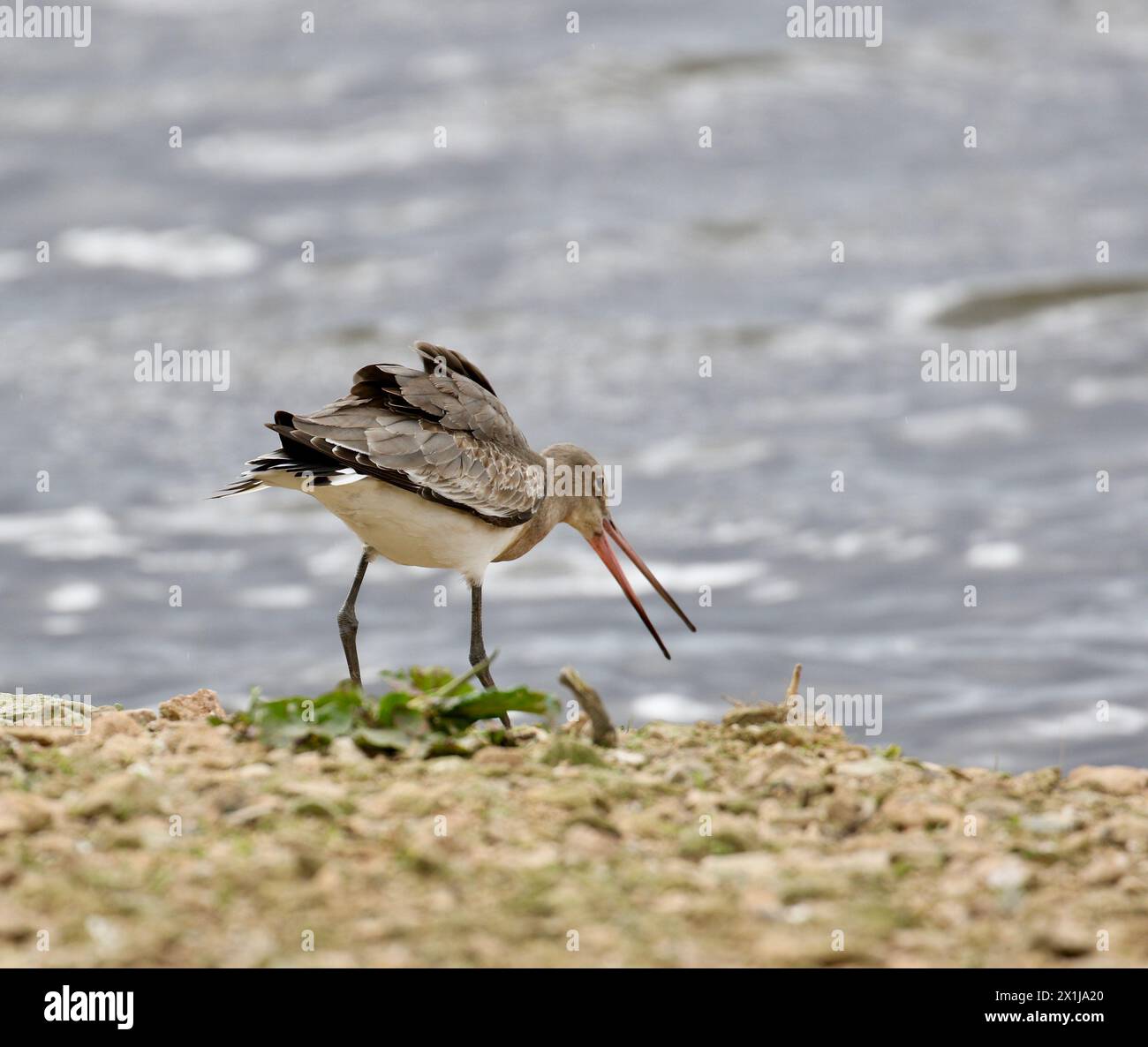 Black -Tailed Godwit (Limosa limosa Stock Photo - Alamy