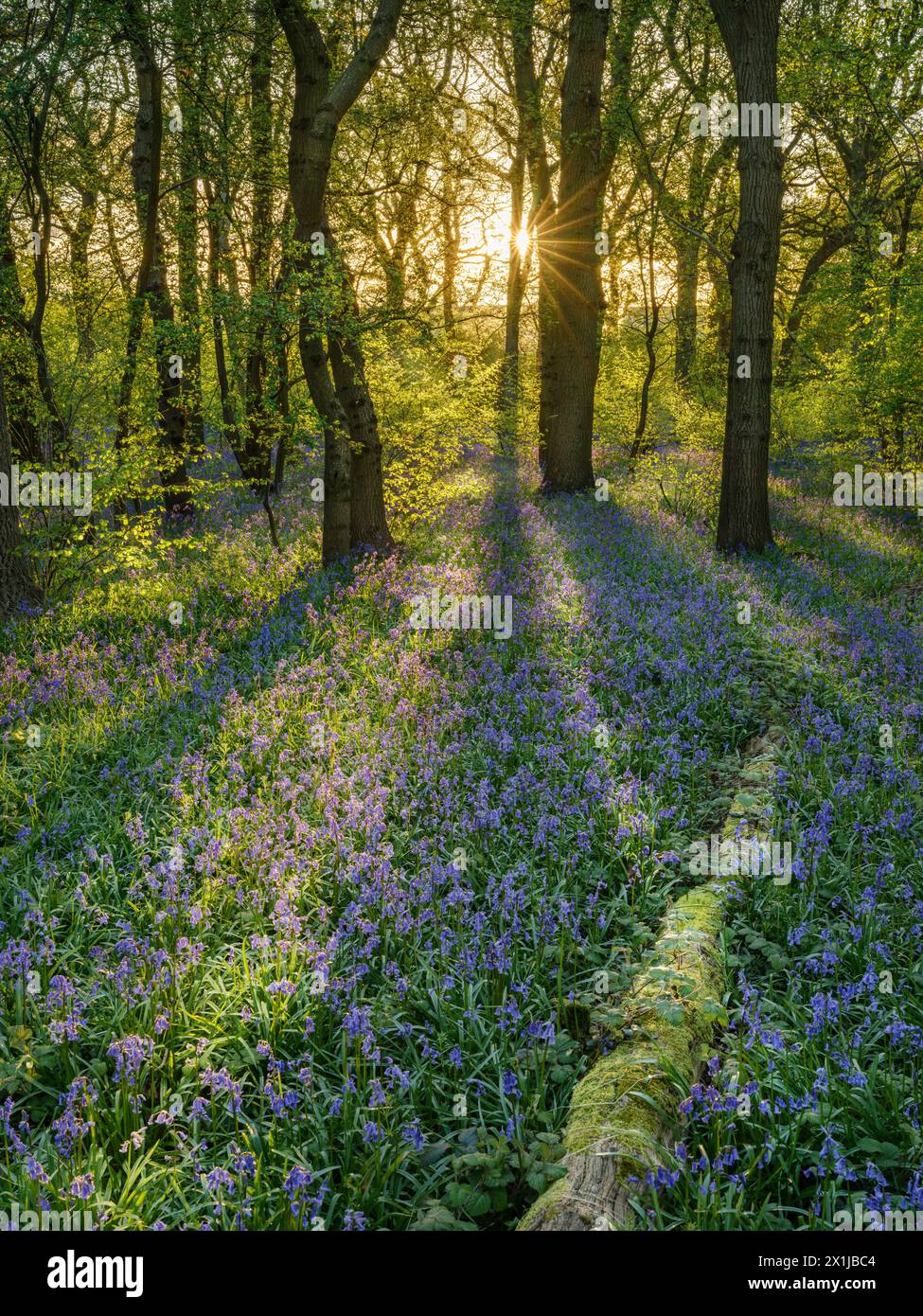 Wedensday 17th April 2024 - On a beautiful spring morning, the sunrises ...