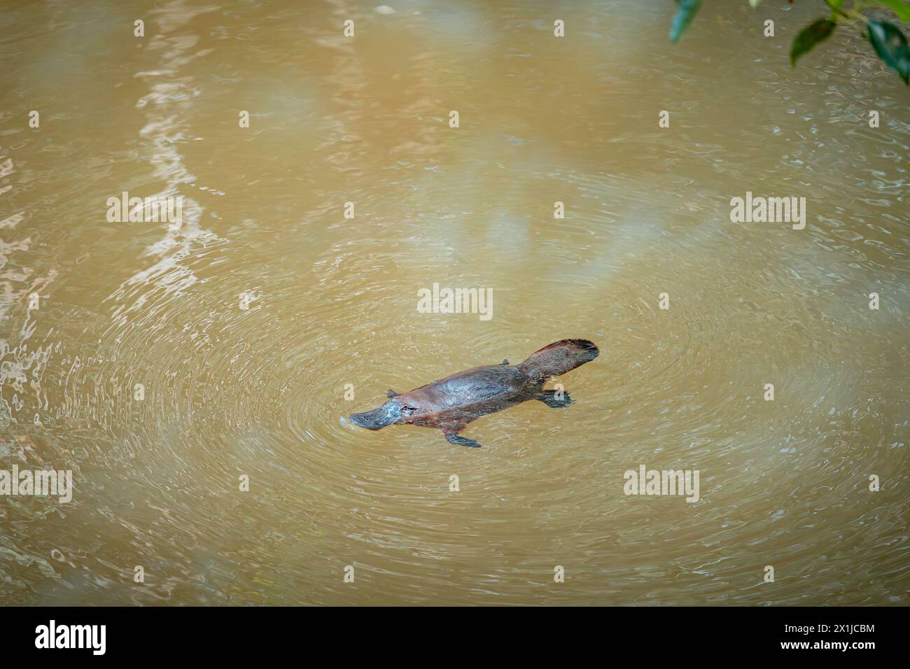 Wild Platypus Swimming in Murky River in Atherton Tablelands ...