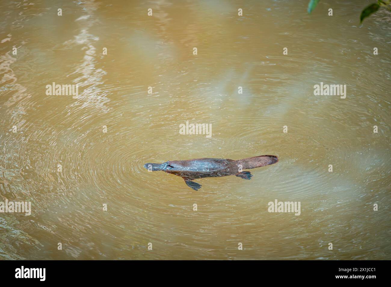 Wild Platypus Swimming in Murky River in Atherton Tablelands ...