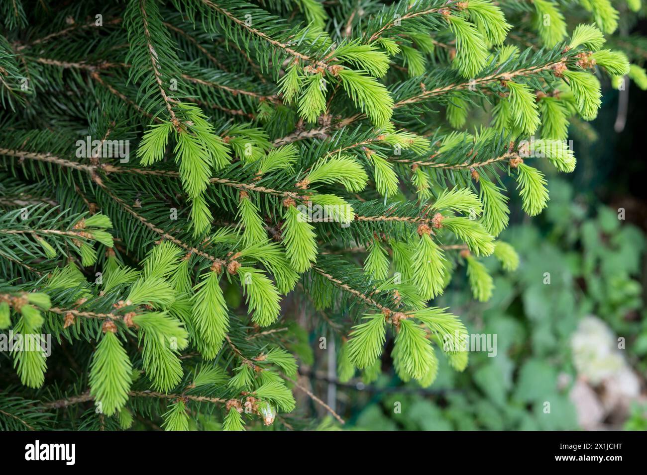 Fresh buds on Spruce branches in spring Stock Photo - Alamy