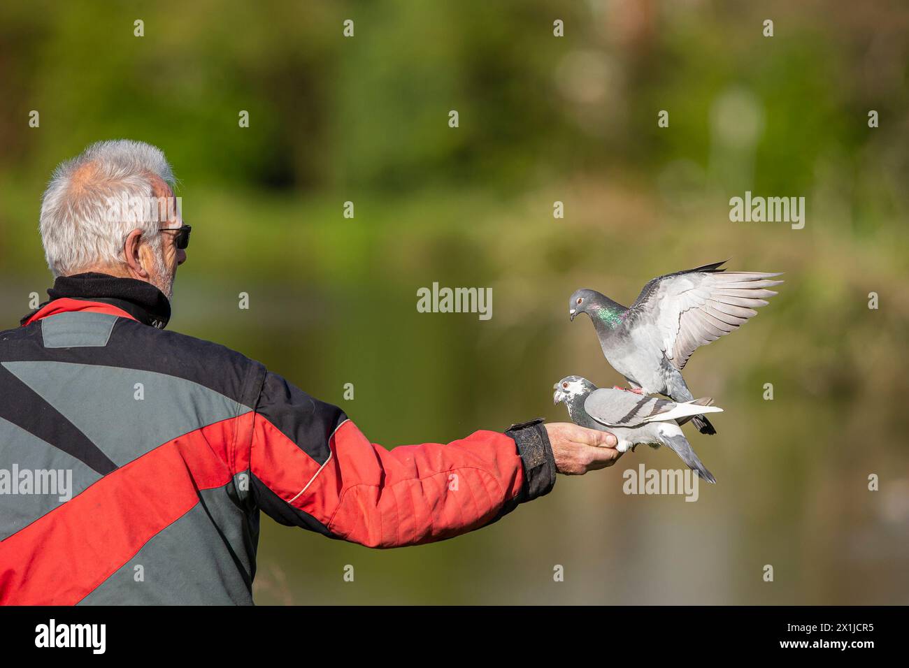 Kindness of birds hi-res stock photography and images - Alamy