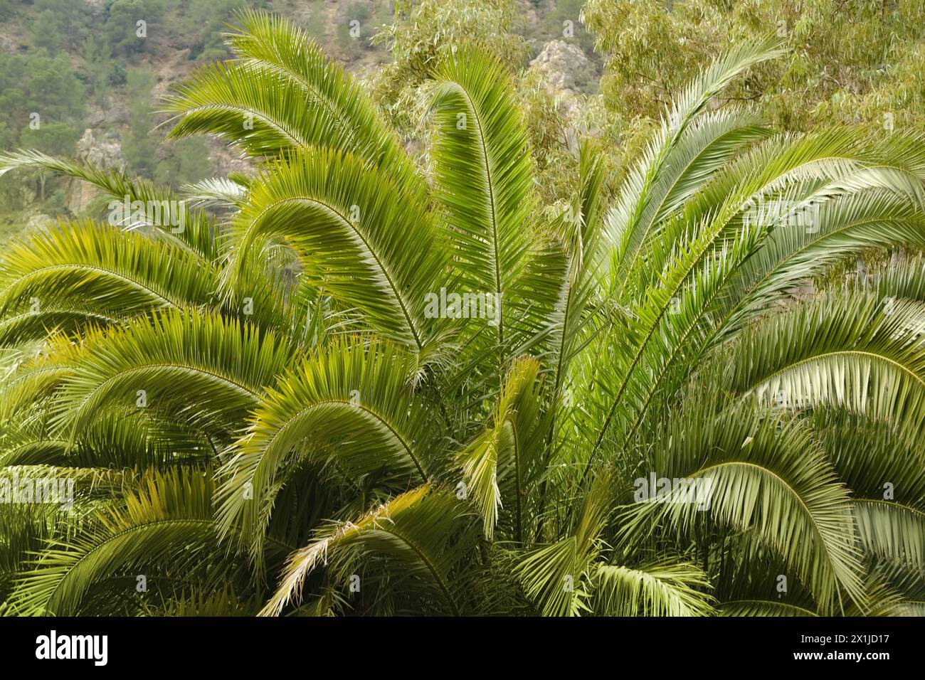 exotic leaves luxurious young date palm tree Phoenix dactylifera ...