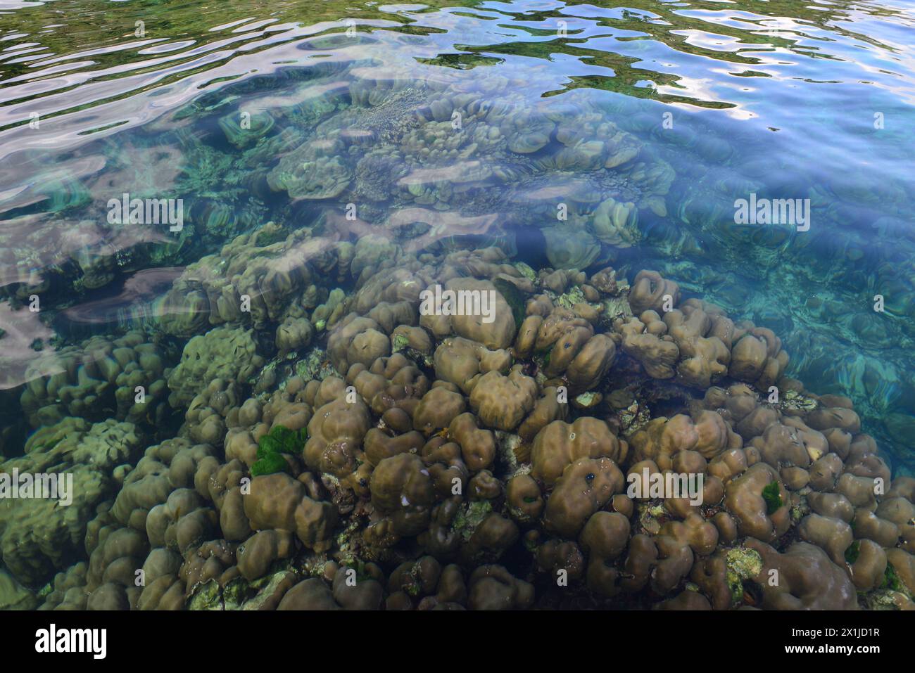 Koh Rok (Rok Island) is a small archipelago in southern Thailand in the ...