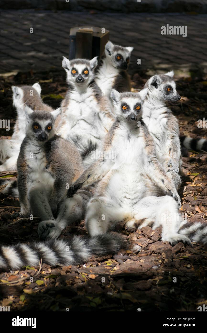 Group of ring-tailed lemurs sitting looking at camera Stock Photo - Alamy