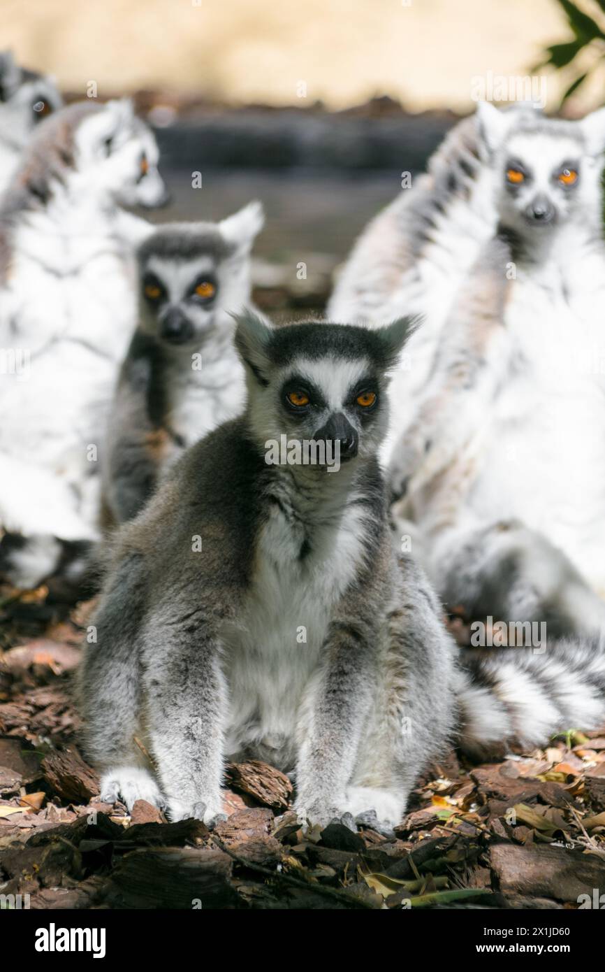 A group of lemurs huddled up, ring tailed lemur, Lemur catta Stock ...