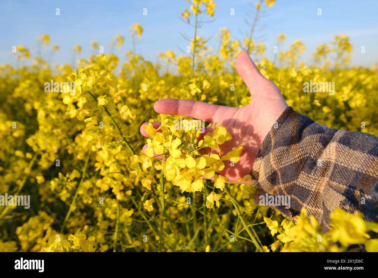 Golden green ripening oilseed hi-res stock photography and images - Alamy