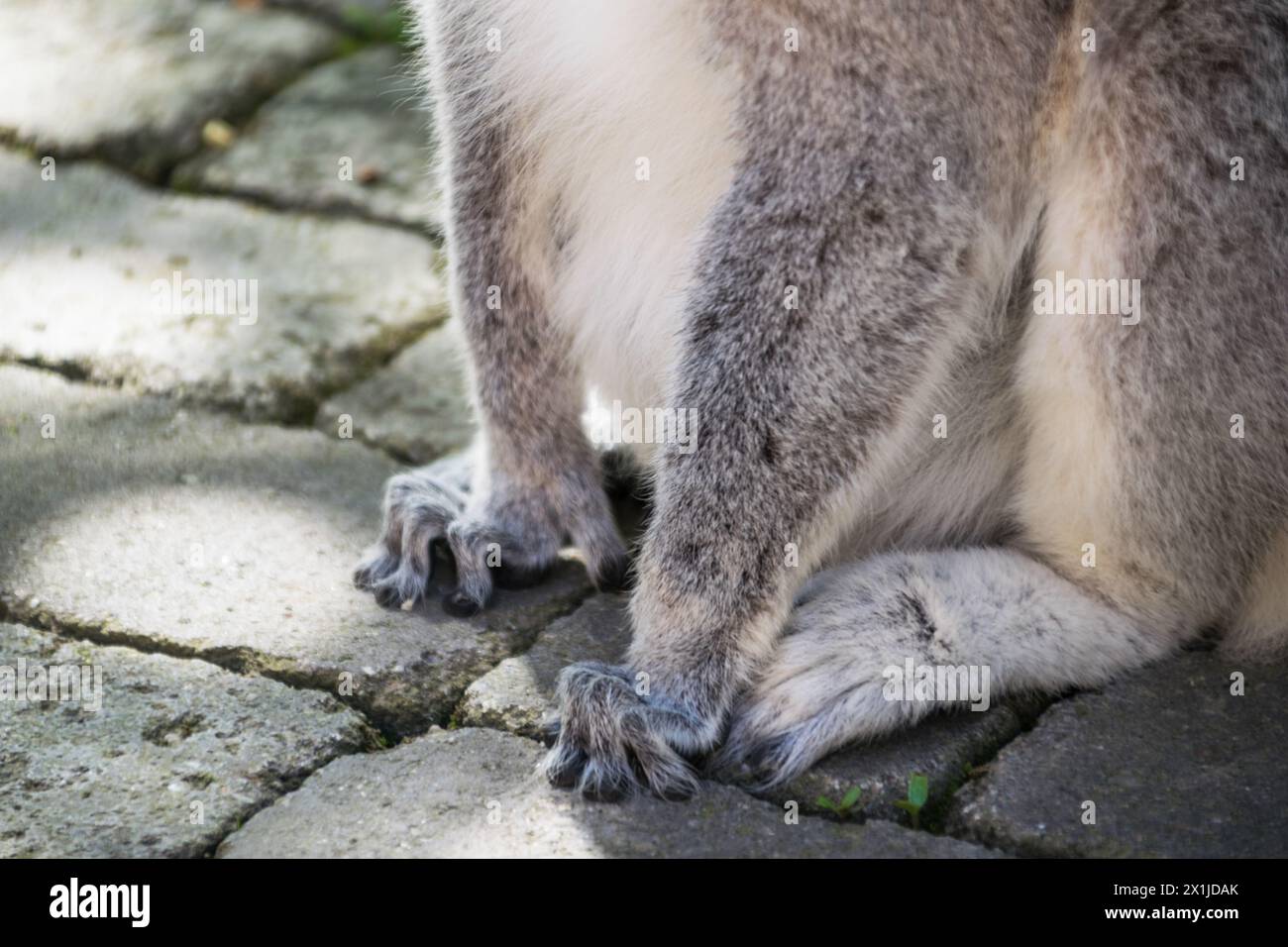 Lemur species hi-res stock photography and images - Alamy