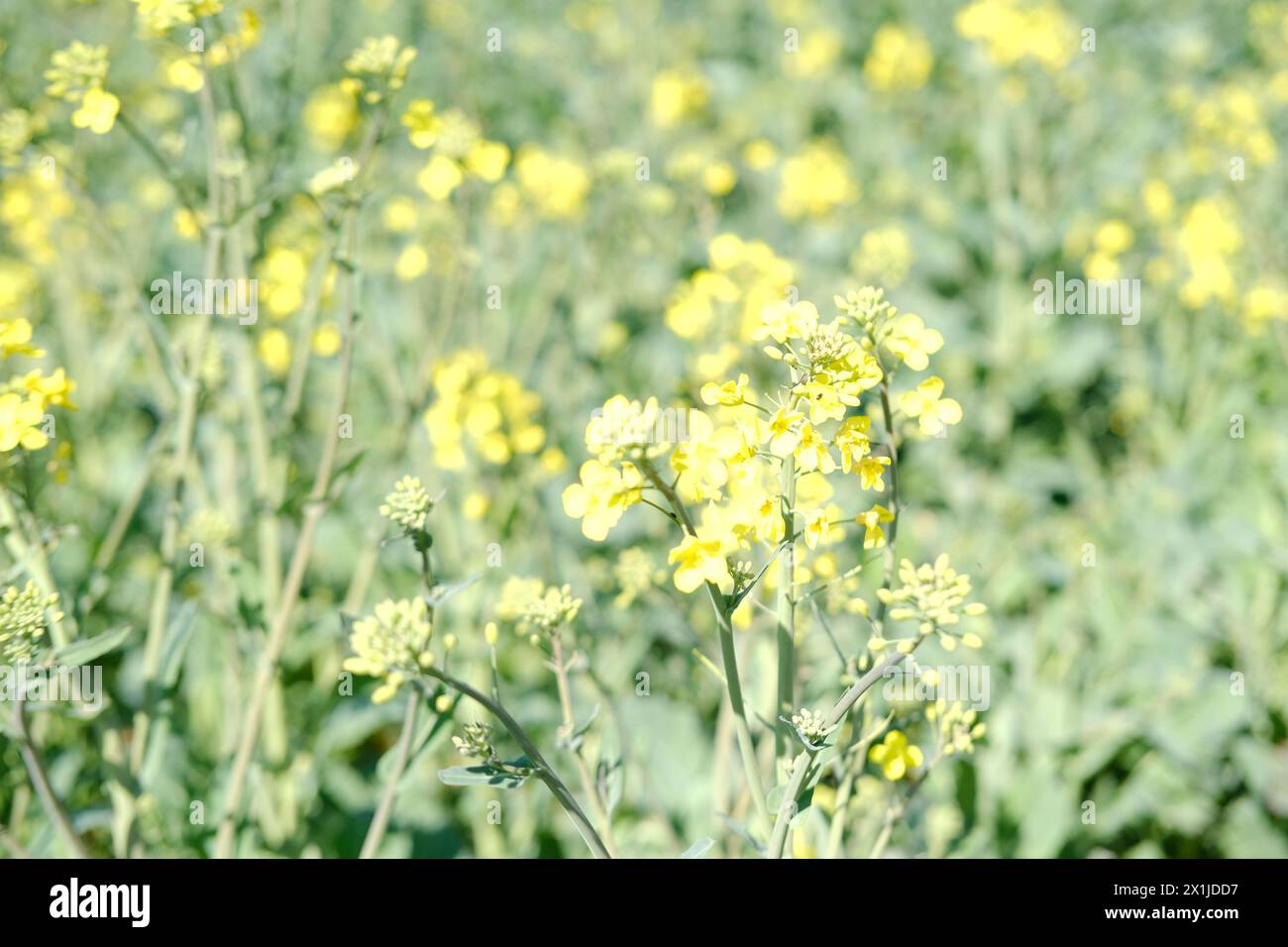 blurred rapeseed flowers, natural landscape, concept beauty of nature ...