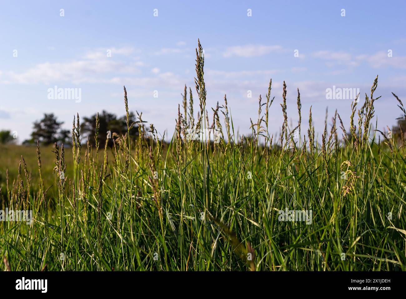 Meadow grass meadow with the tops of stele panicles. Poa pratensis ...