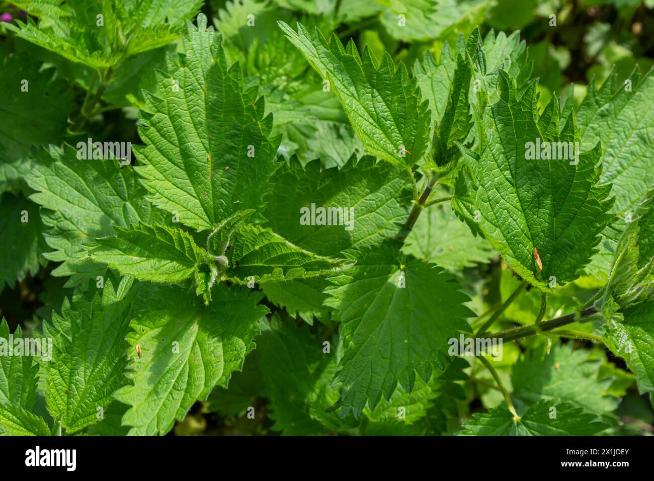 Stinging nettles Urtica dioica in the garden. Green leaves with ...