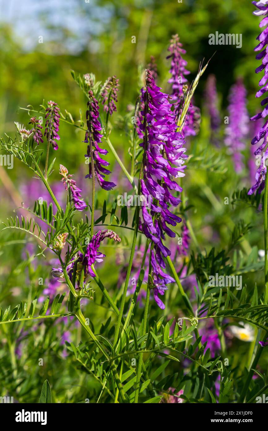 Vetch, vicia cracca valuable honey plant, fodder, and medicinal plant ...