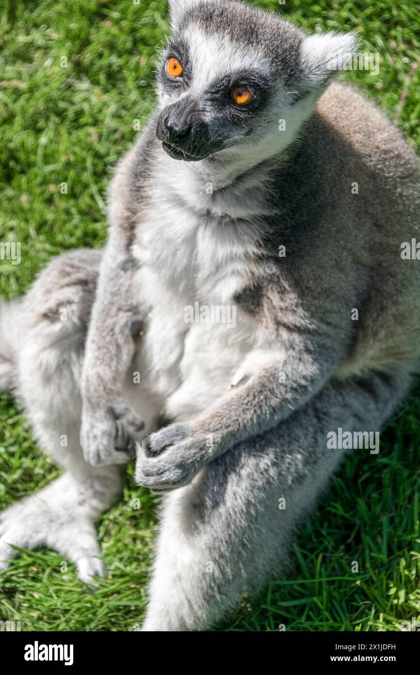 Portrait of a relaxed lemur catta sitting on the grass. Ring-tailed ...