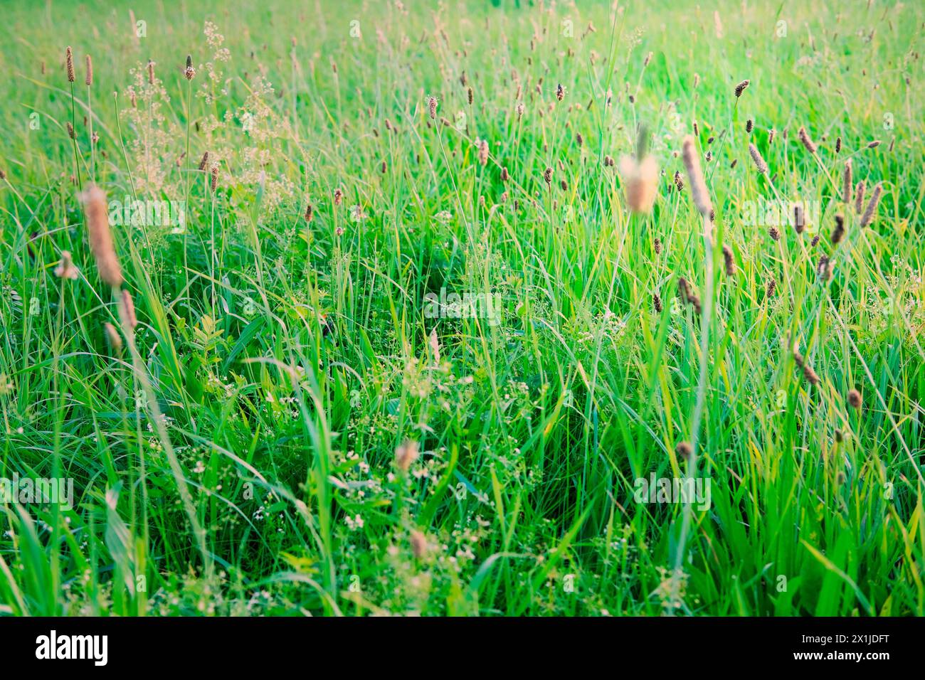 part of field where green grass grows, juicy cogon grass with flowers ...