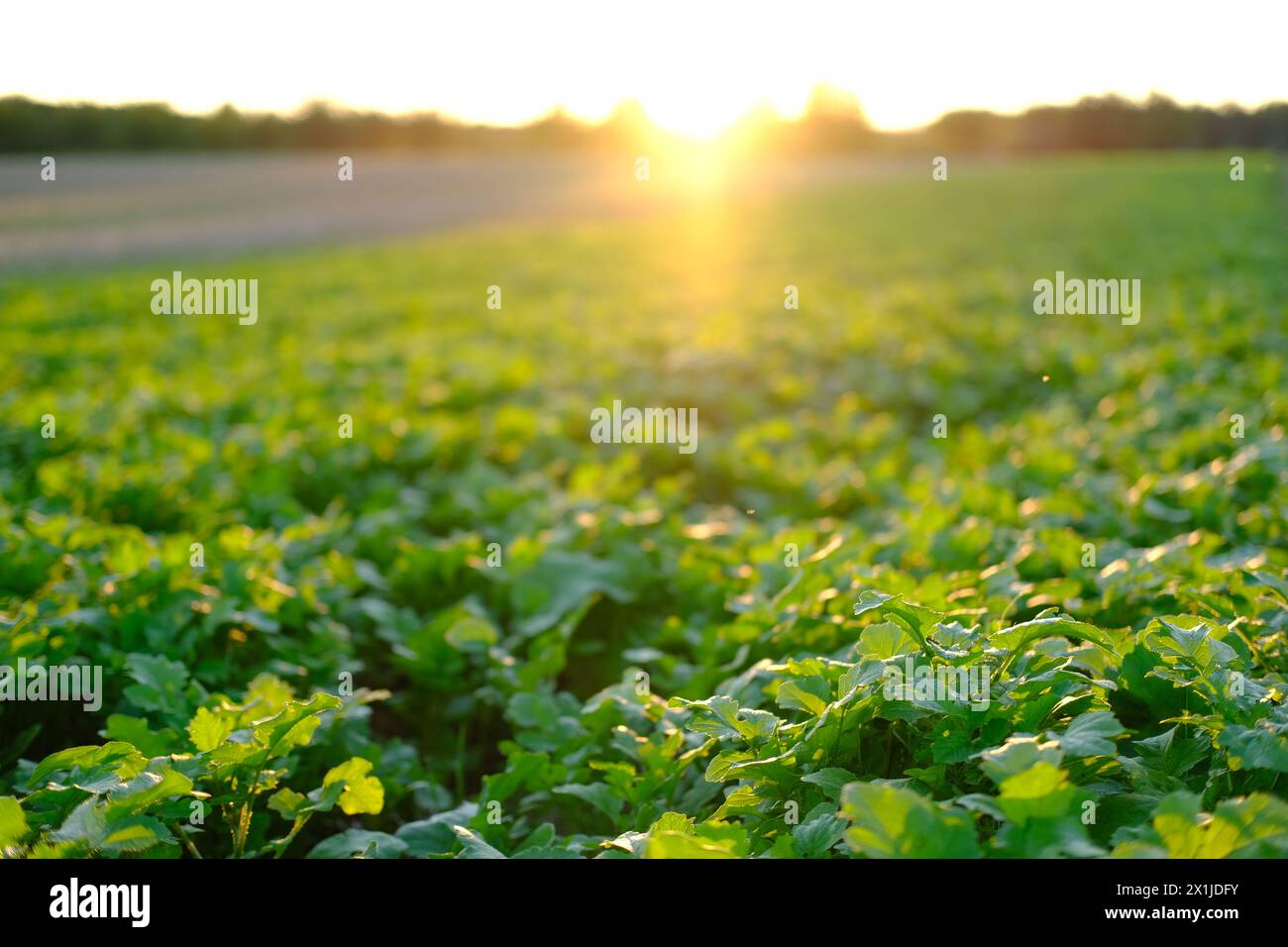 beautiful summer landscape, young rapeseed plants in sun, green fields ...