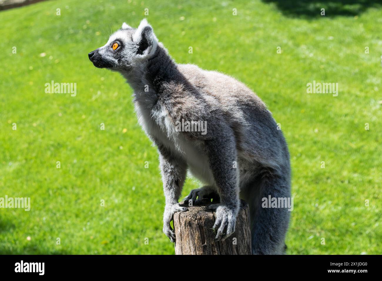 Side view of a ring-tailed lemur on top of a wooden pole. Ring-tailed ...