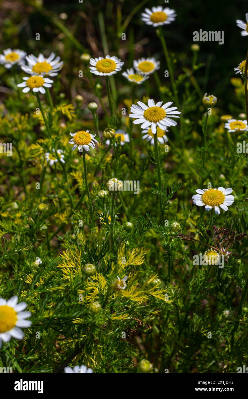 Tripleurospermum maritimum Matricaria maritima is a species of ...