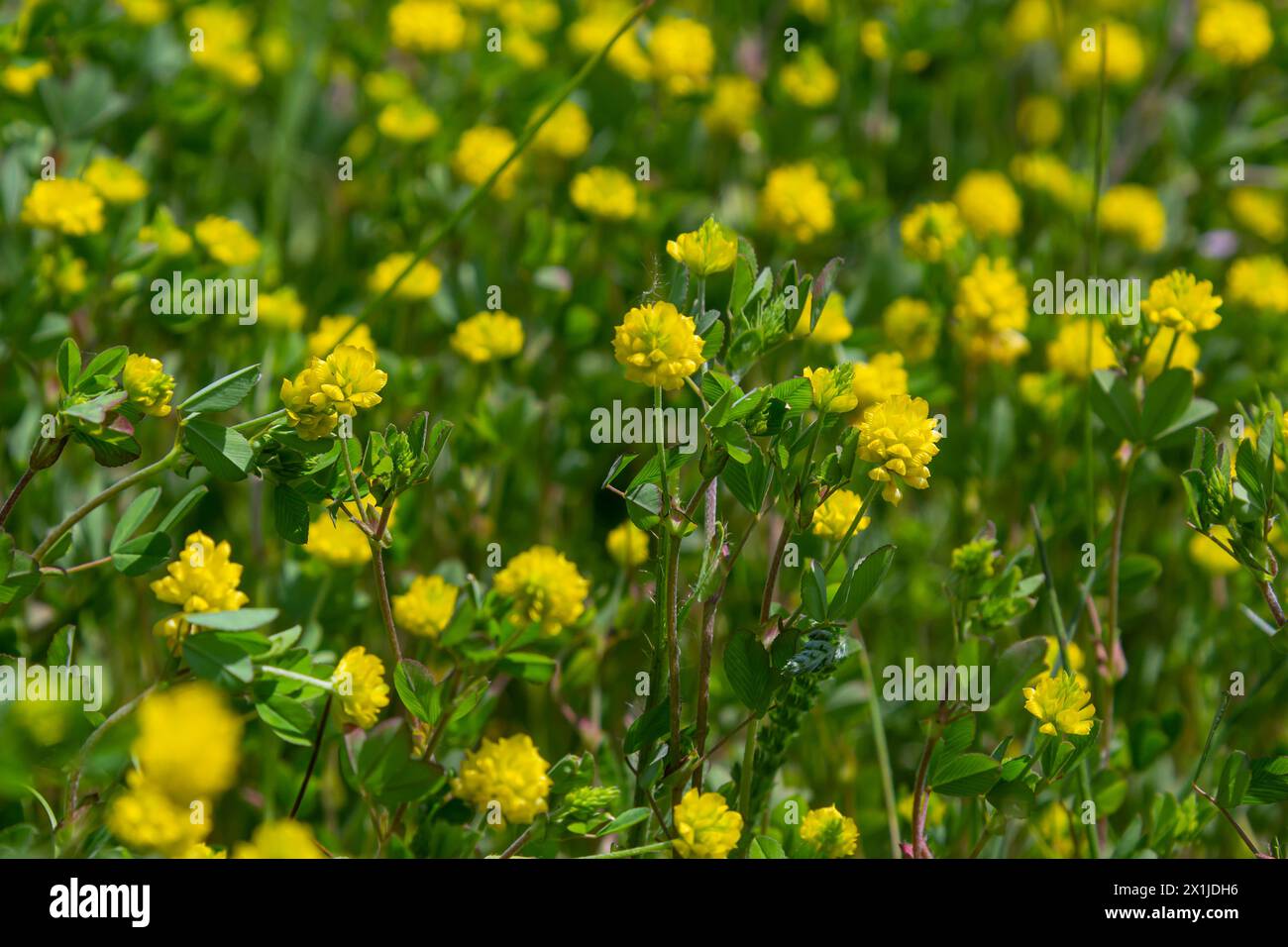 Trefoil clover hi-res stock photography and images - Alamy