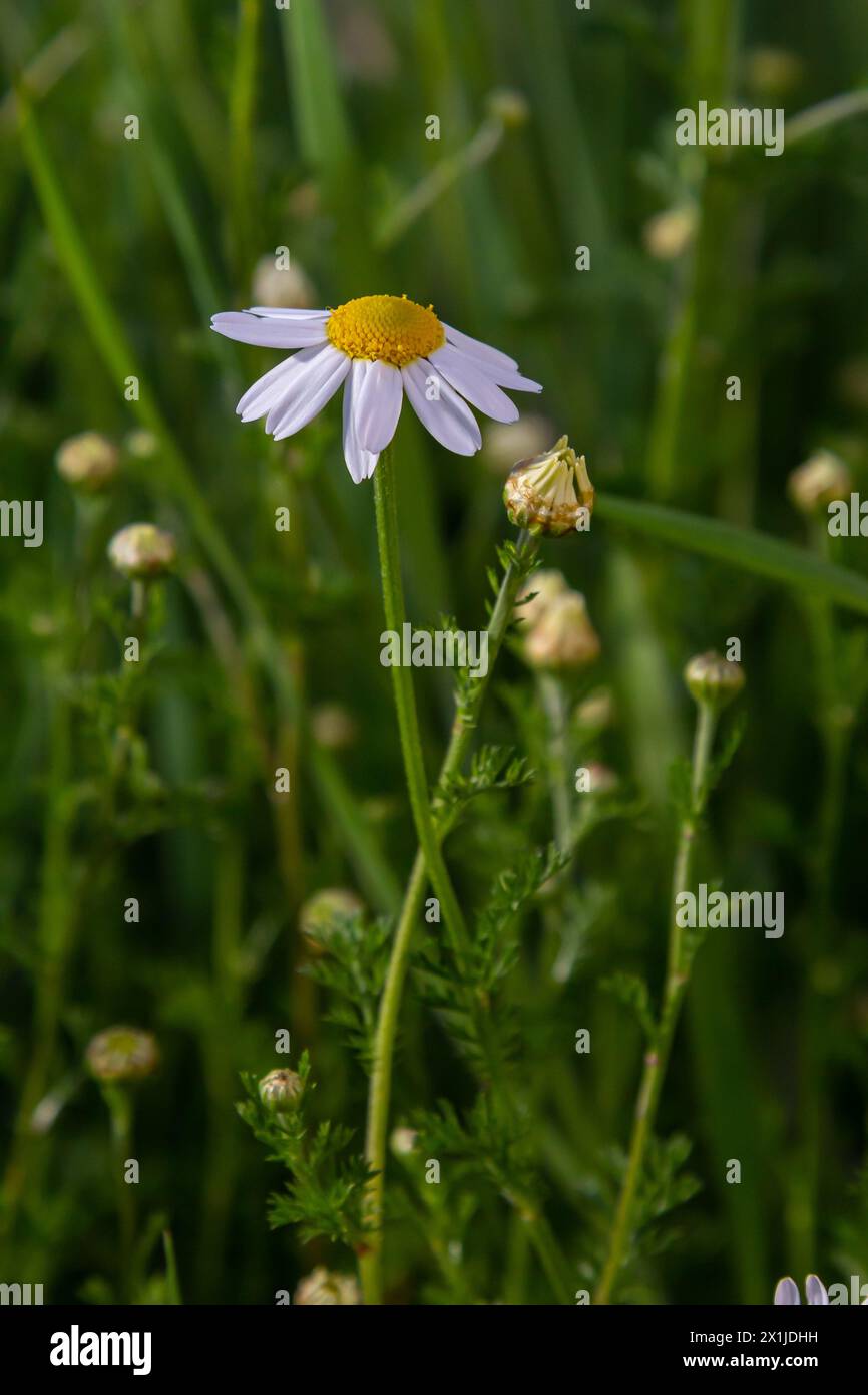 Flesh Flies belong to the family Sarcophagidae. Tripleurospermum ...