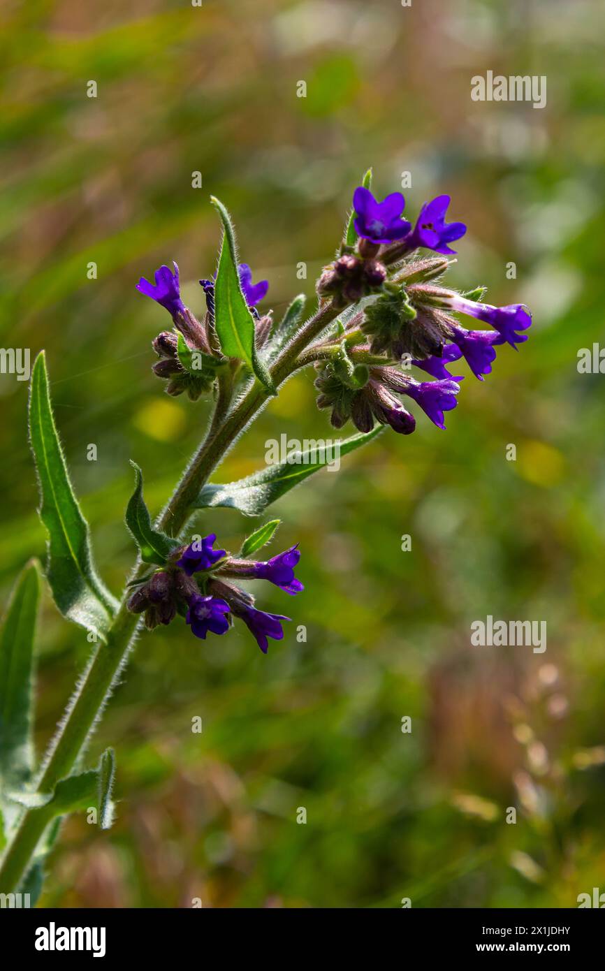 Anchusa officinalis, commonly known as the common bugloss or alkanet ...