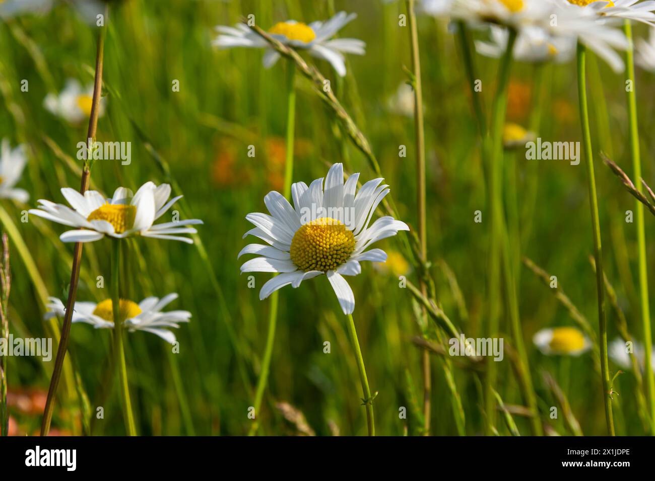 Wild daisy flowers growing on meadow, white chamomiles. Oxeye daisy ...