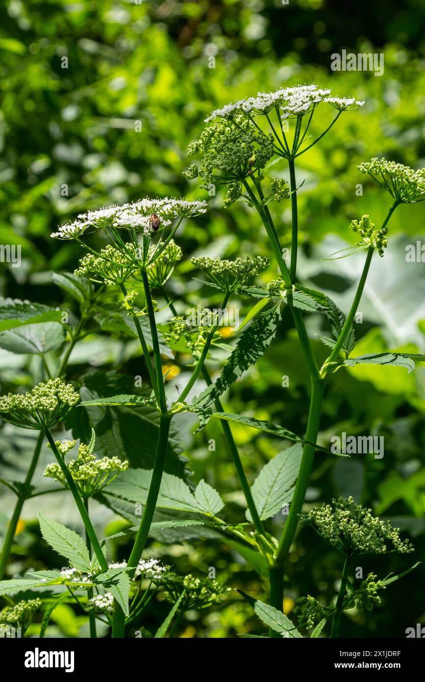 Conium maculatum, colloquially known as hemlock, poison hemlock or wild ...