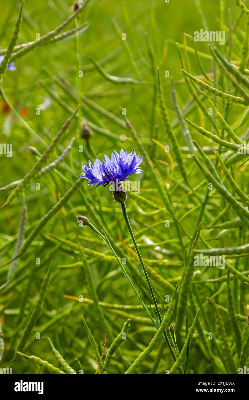 the blue cornflower centaurea cyanus is an edible plant Stock Photo - Alamy