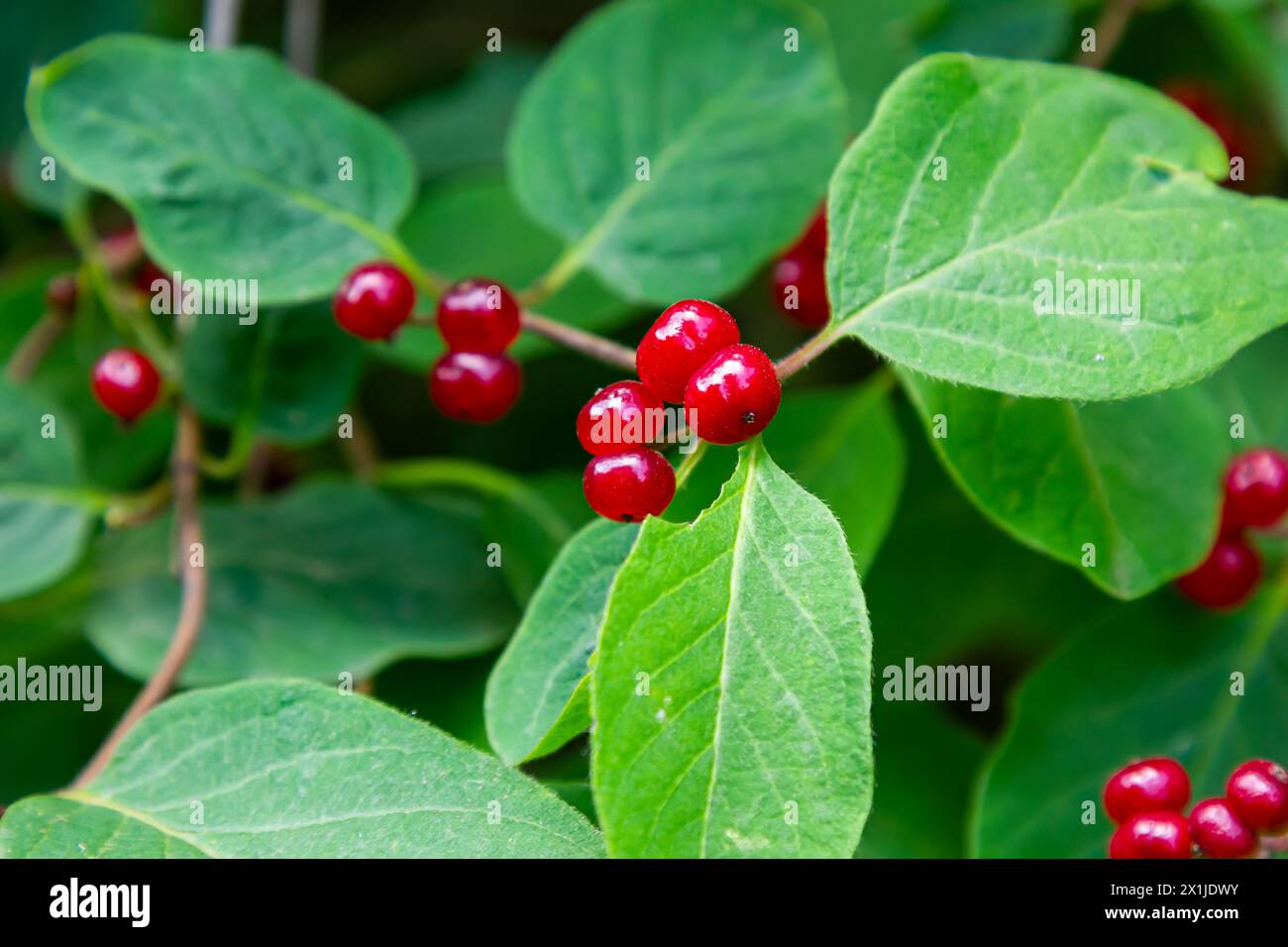 Festive Holiday Honeysuckle Branch with Red Berries Lonicera xylosteum ...