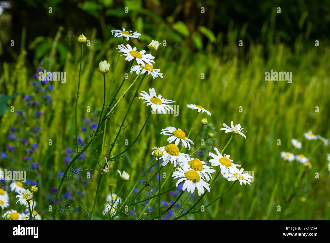 Tripleurospermum maritimum Matricaria maritima is a species of ...