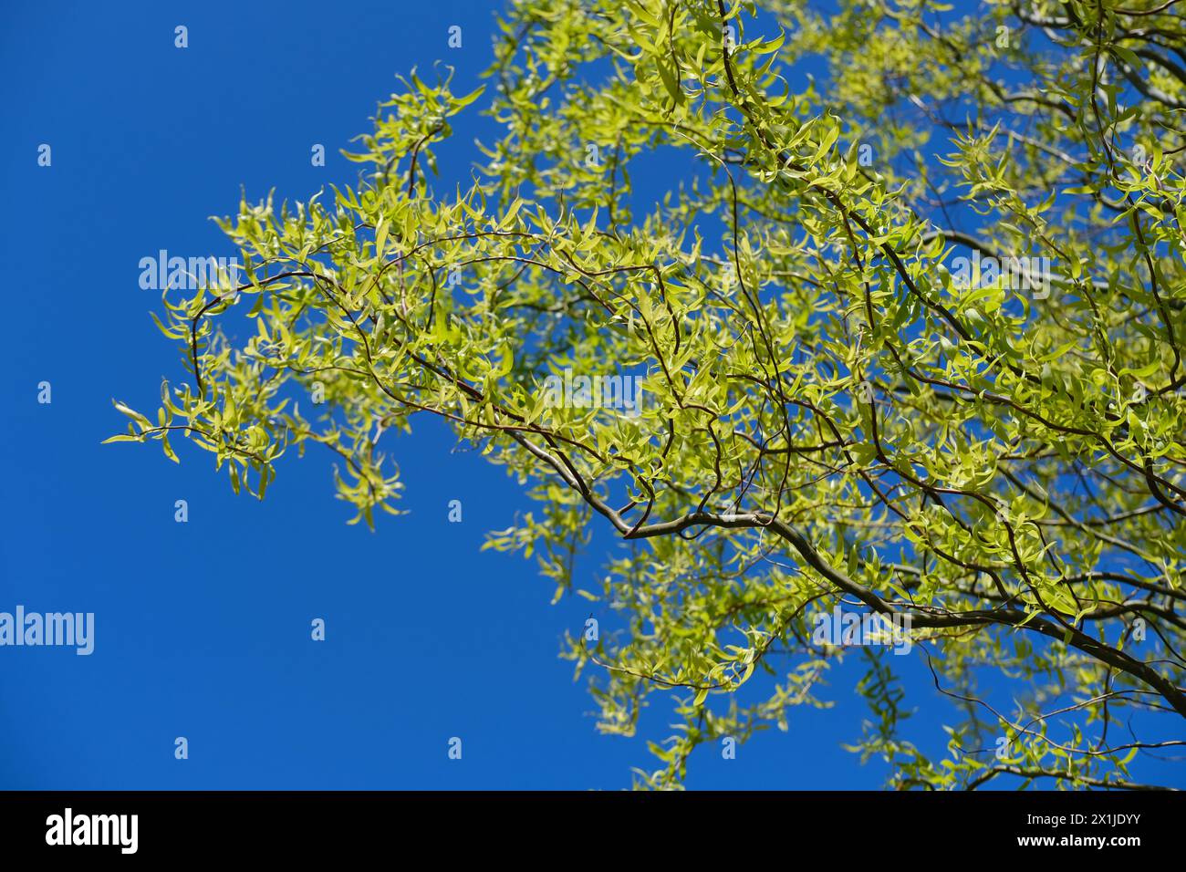 Hazel common contorta, deciduous shrub with exotic curved twisted ...