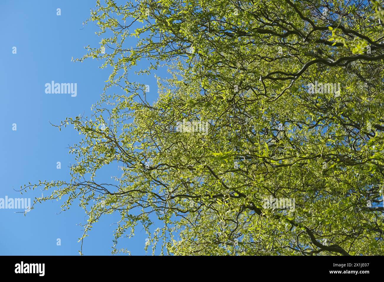 Hazel common contorta, deciduous shrub with exotic curved twisted ...
