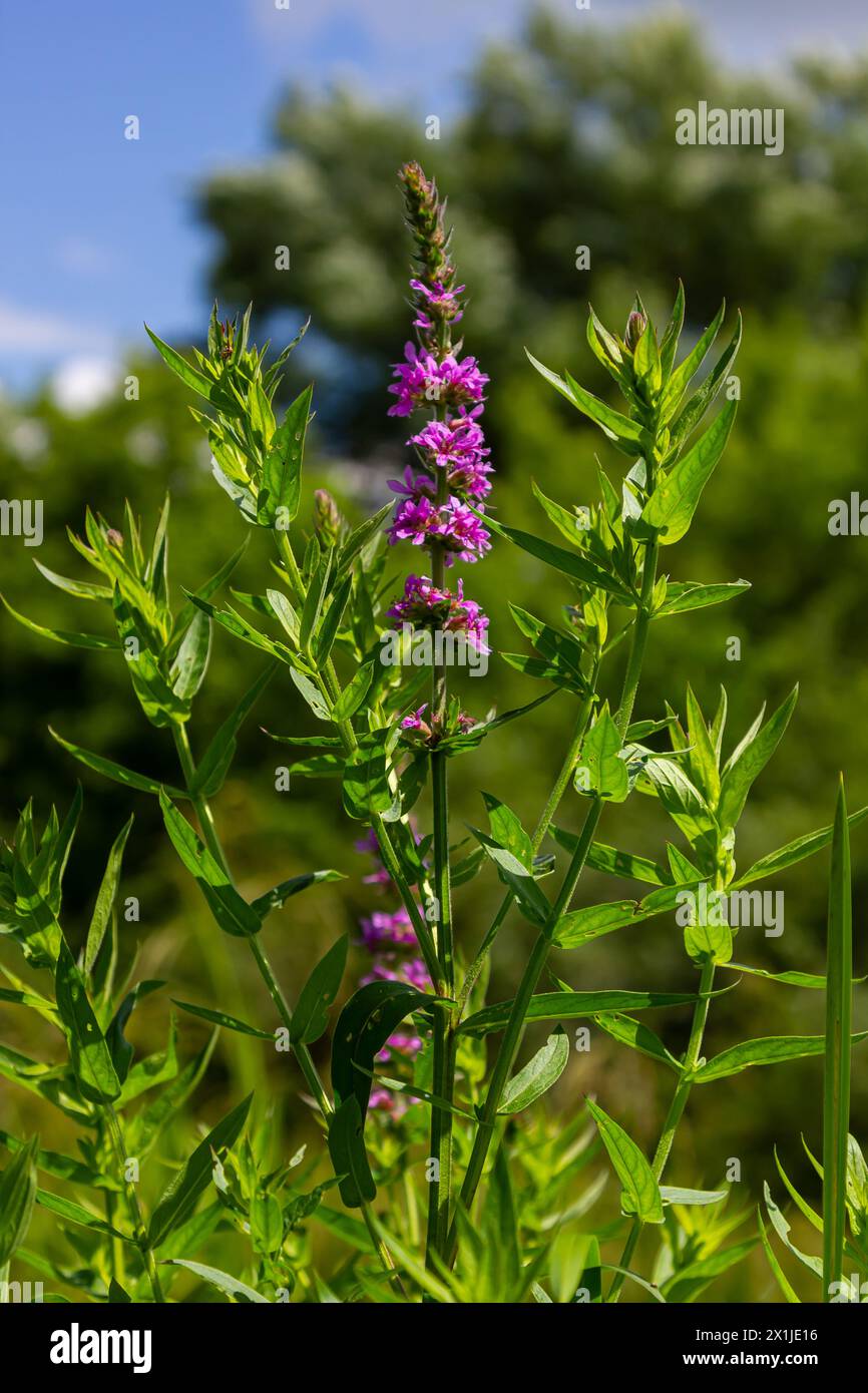 Purple loosestrife Lythrum salicaria inflorescence. Flower spike of ...
