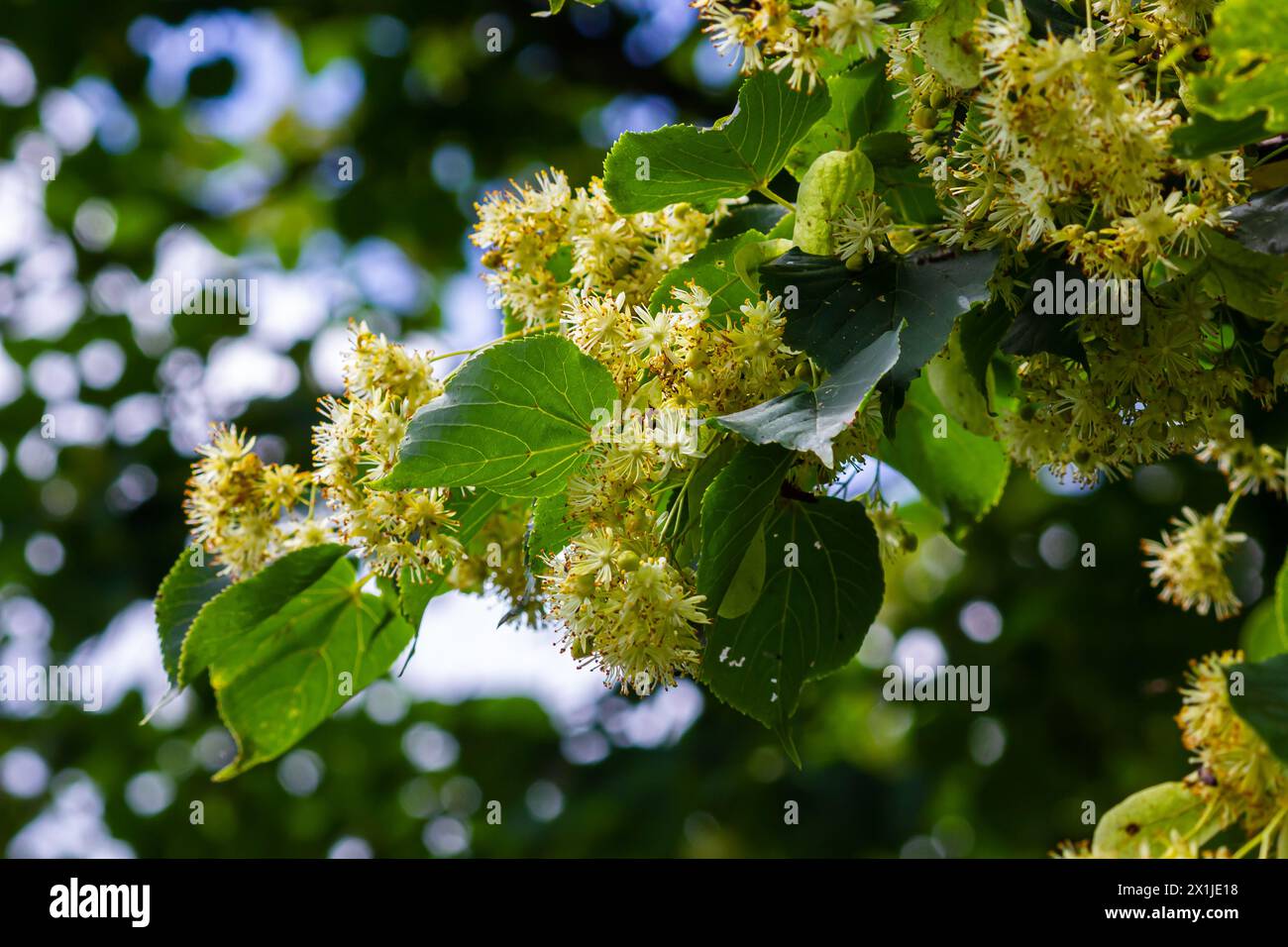 Linden tree flowers clusters tilia cordata, europea, small-leaved lime ...